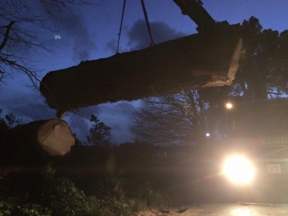 Gallery – Tree Fella Jersey